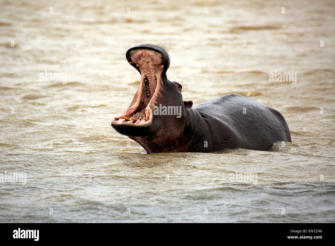 Hippopotamus (Hippopatamus amphibius), adult, in water, with its mouth ...