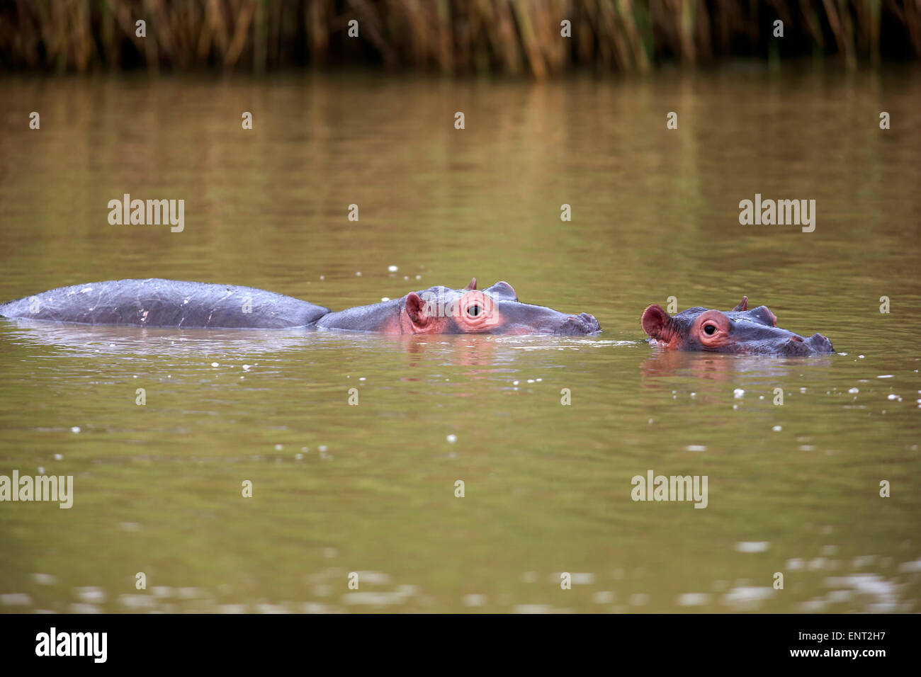 Two Hippopotamuses (Hippopatamus amphibius), adult, in water, Saint ...