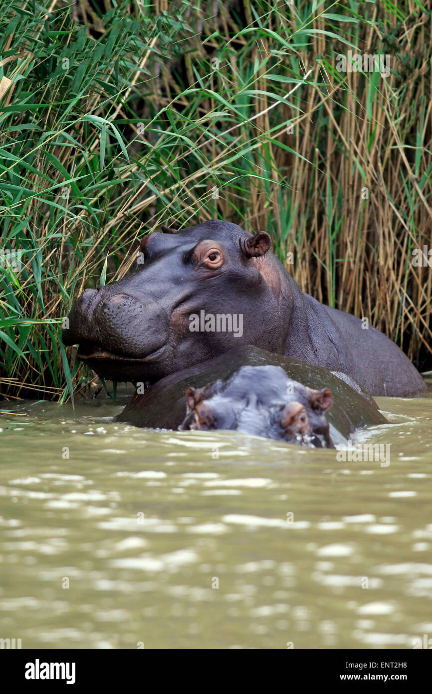 Two Hippopotamuses (Hippopatamus amphibius), adult, in water, Saint ...