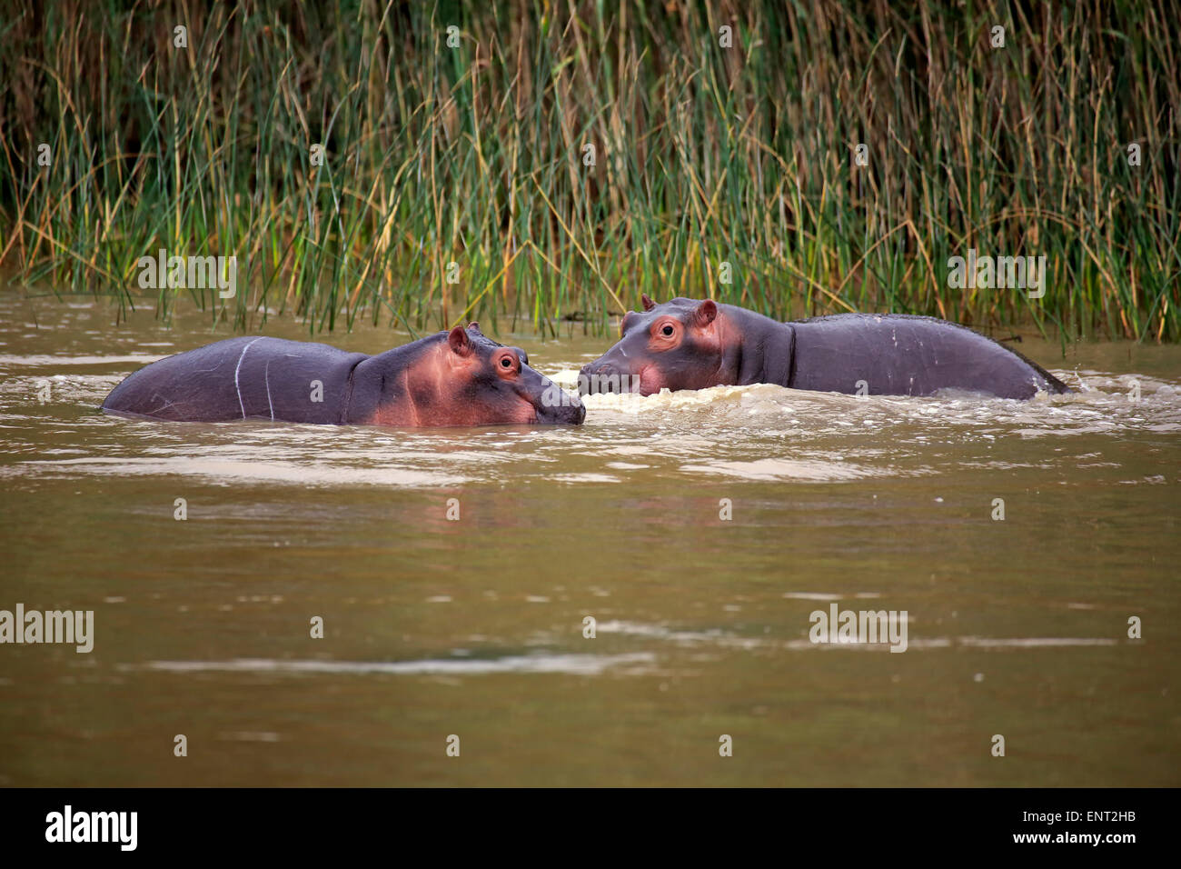 Two Hippopotamuses (Hippopatamus amphibius), adult, in water, Saint ...