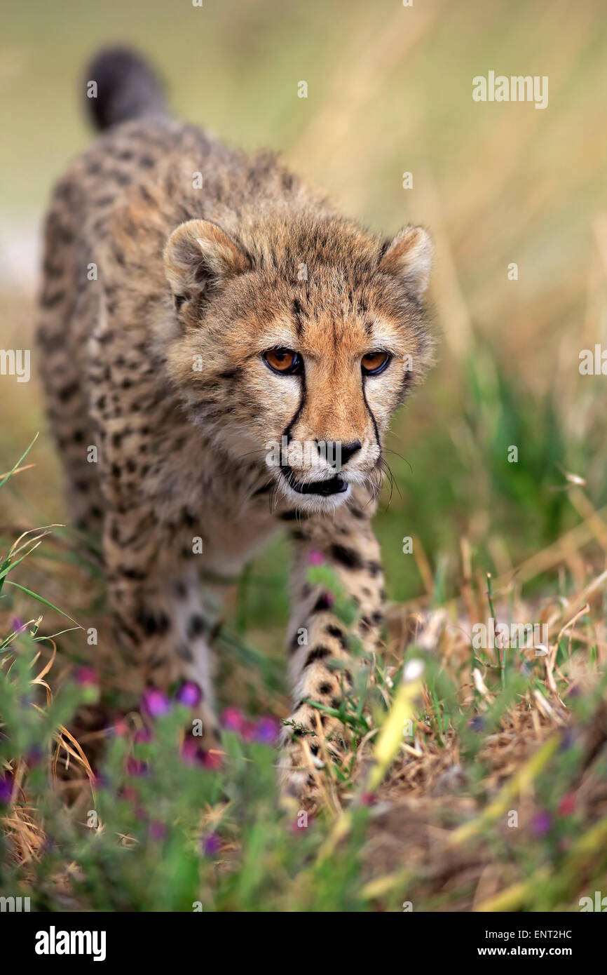 Cheetah Prowling High Resolution Stock Photography and Images - Alamy