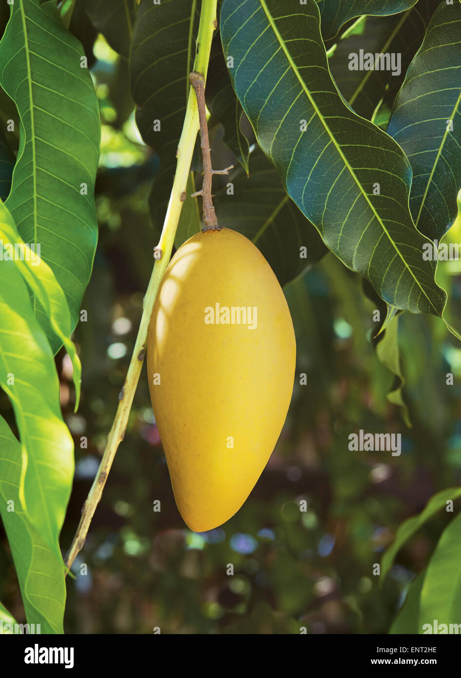 Yellow ripe mango on a tree branch Stock Photo - Alamy