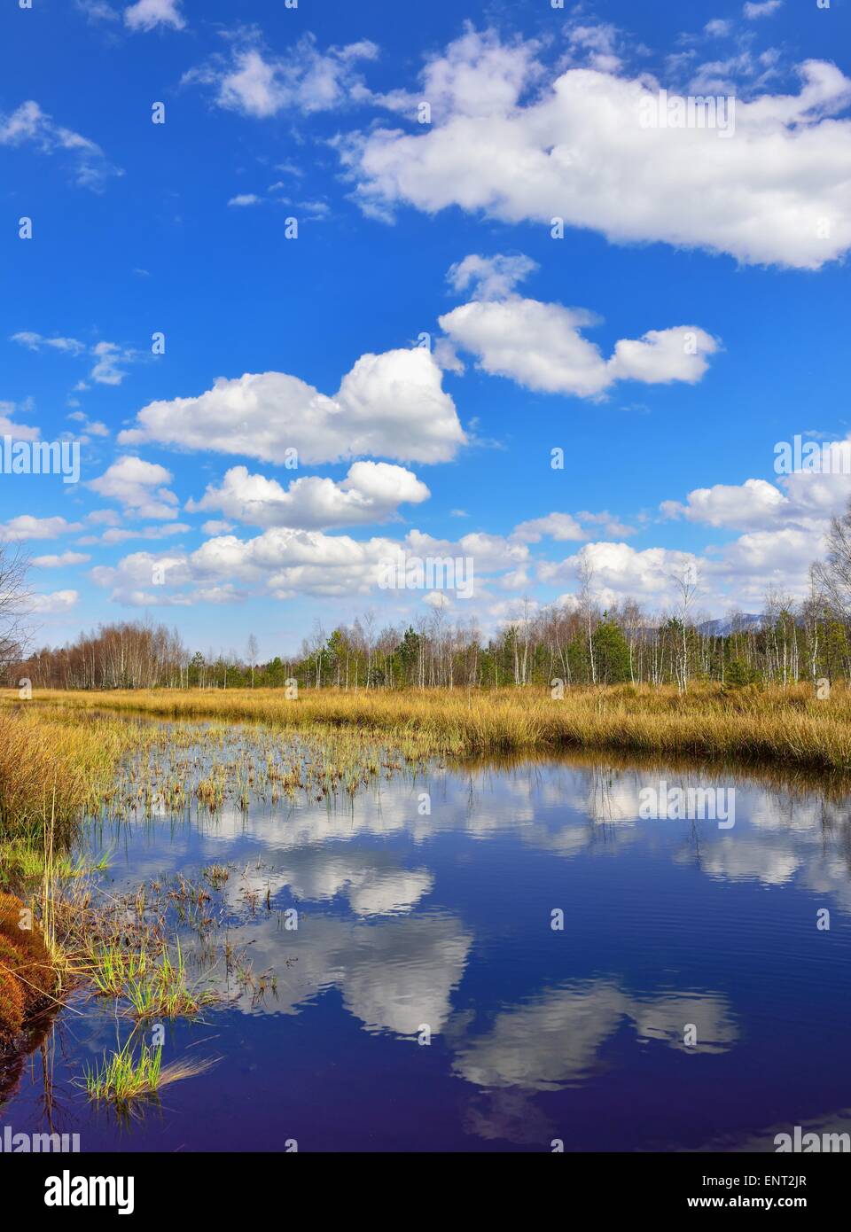 Waterlogged peat mining area with common club-rushes (Schoenoplectus ...