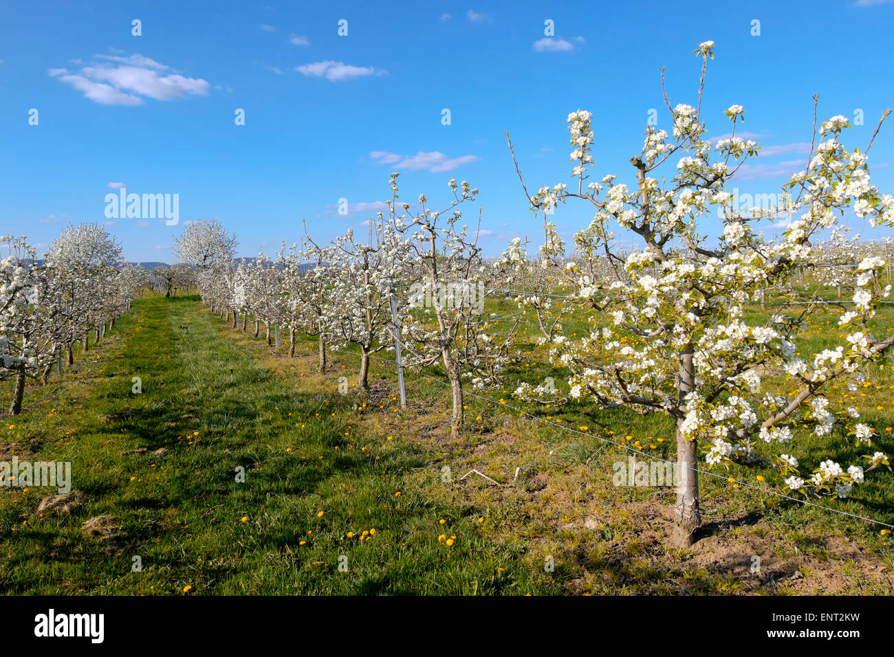 Fruit orchard hi-res stock photography and images - Alamy