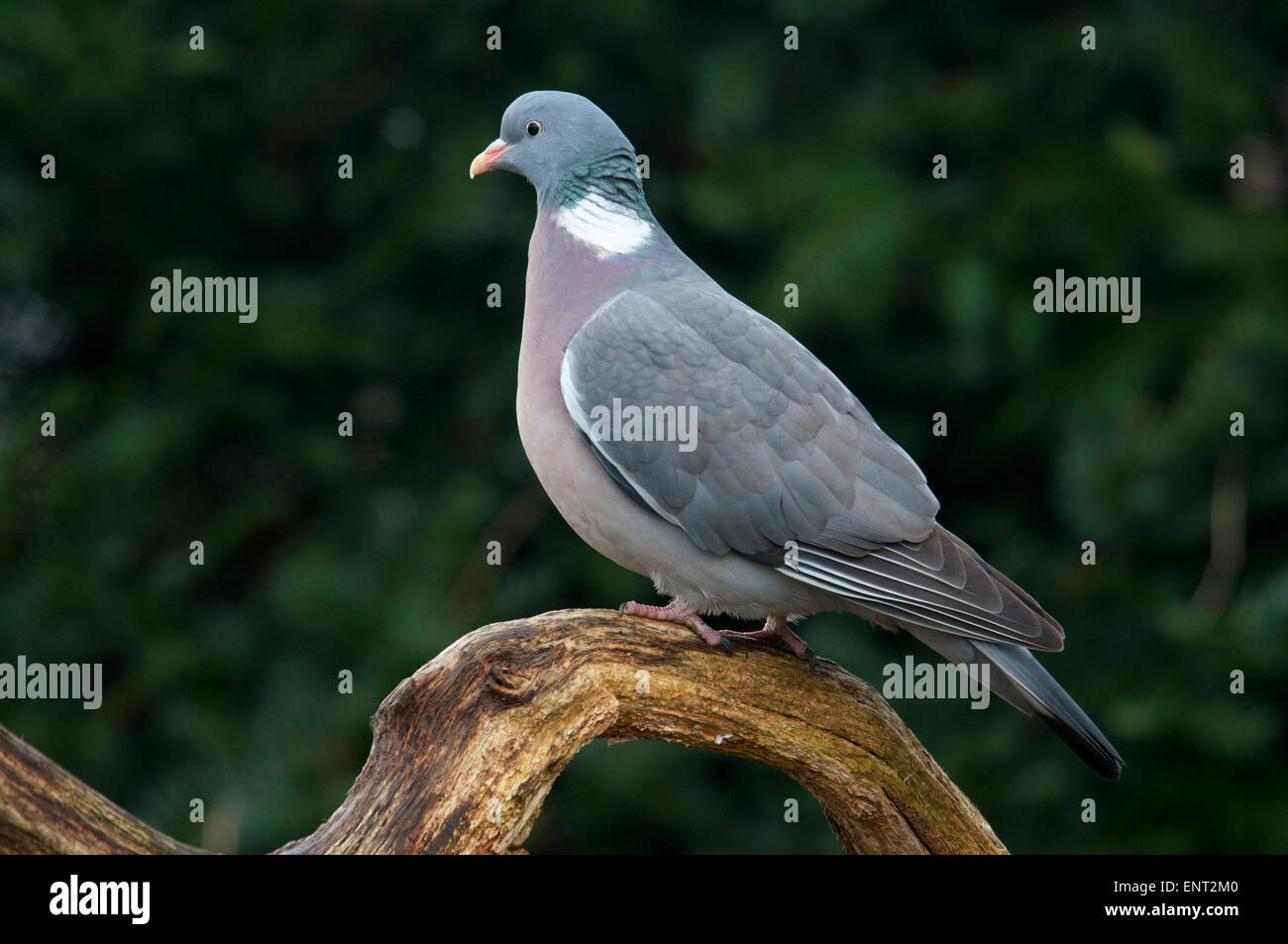 Common wood pigeon hi-res stock photography and images - Alamy