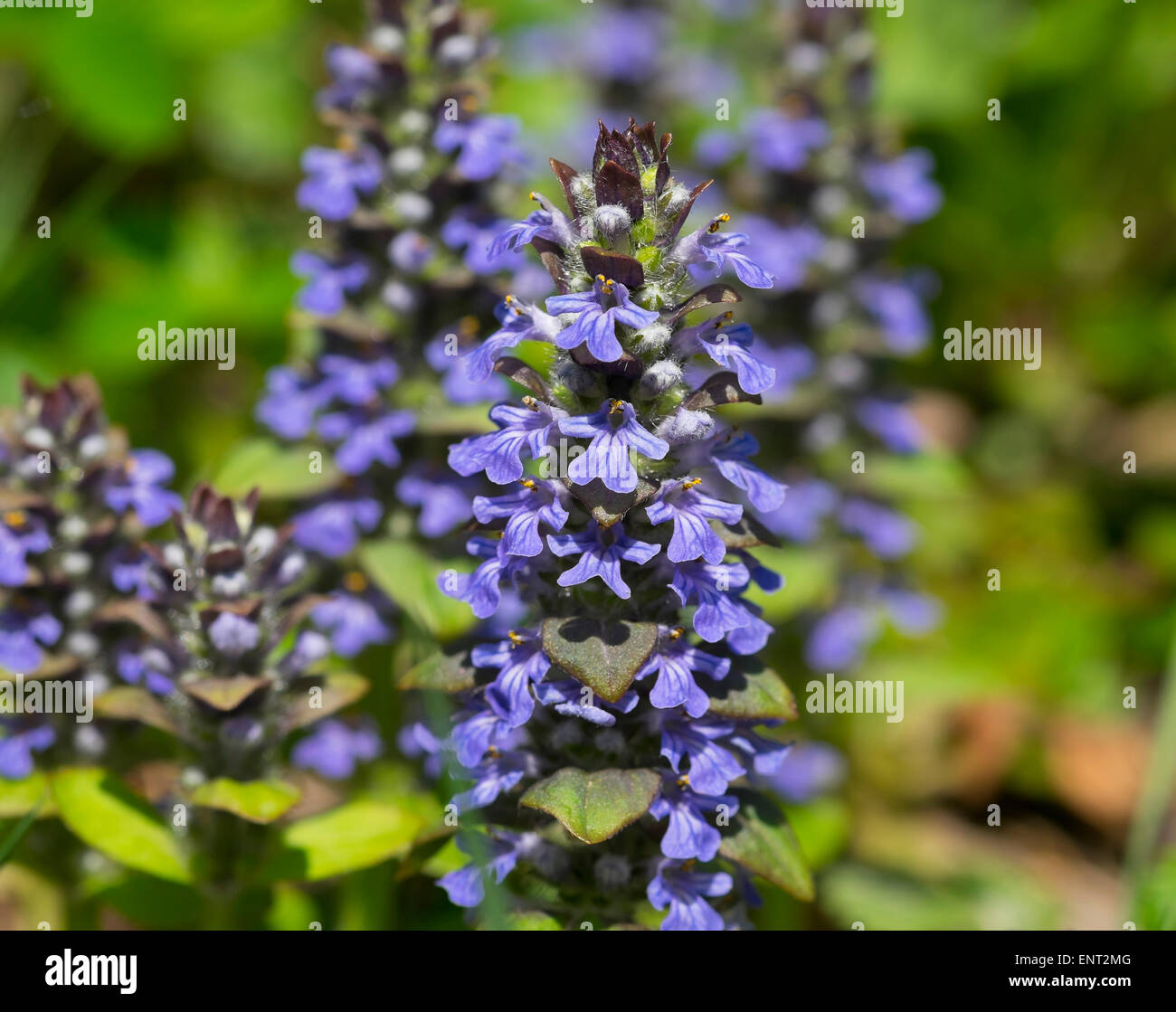 Ajuga reptans hi-res stock photography and images - Alamy
