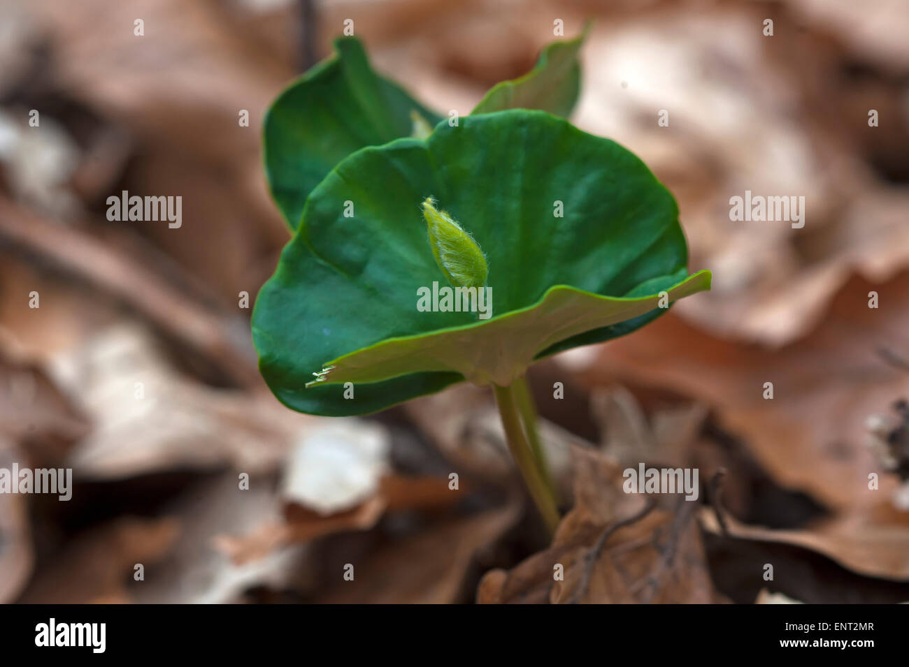 European Beech seedling (Fagus sylvatica), Franconia, Bavaria, Germany ...