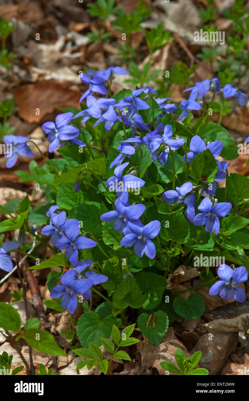 Violets (Viola) on the forest floor, Bavaria, Germany Stock Photo - Alamy