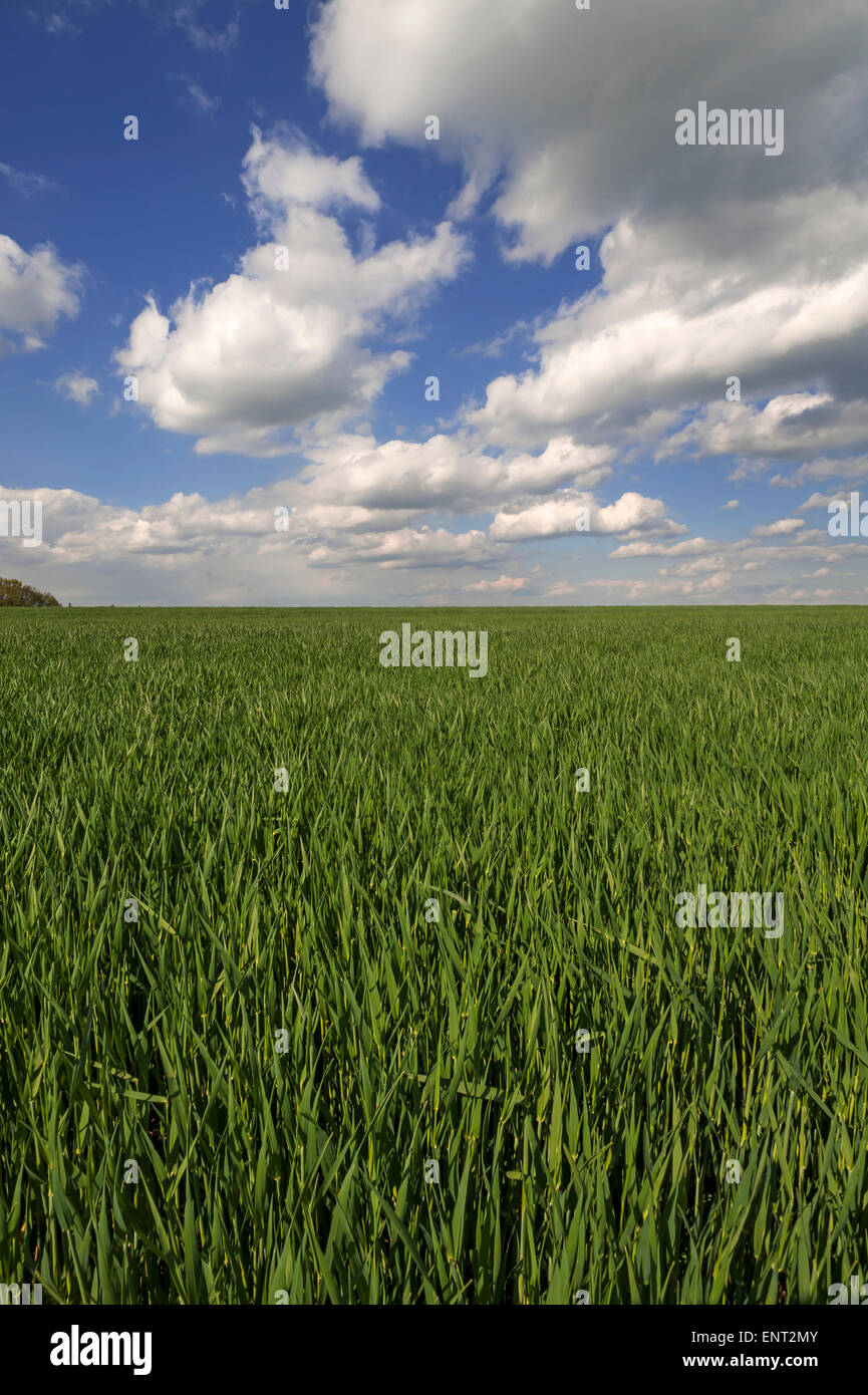 Growing to the sky hi-res stock photography and images - Alamy