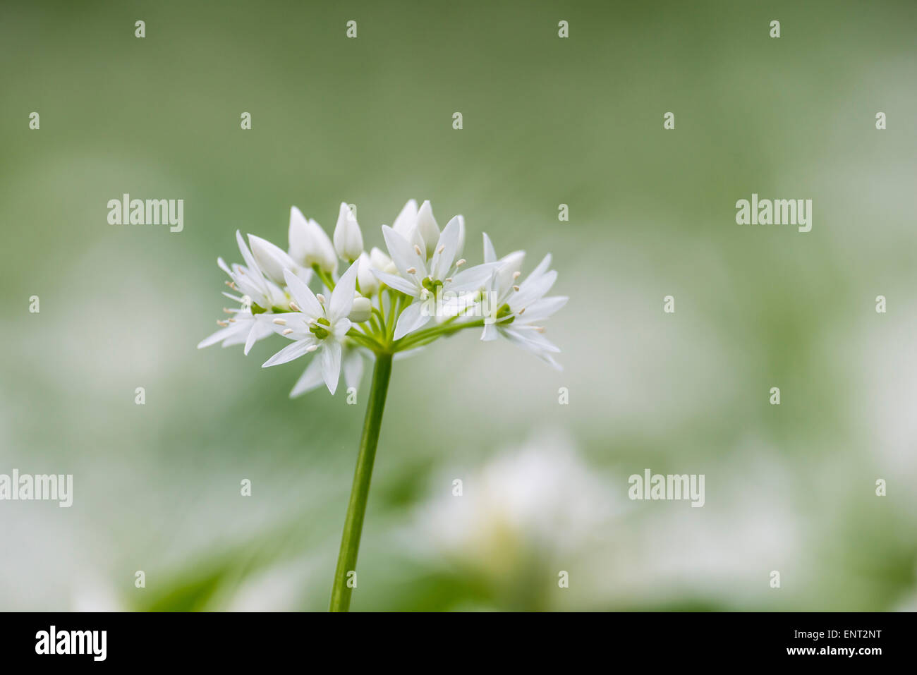Wild garlic (Allium ursinum), flower Stock Photo - Alamy