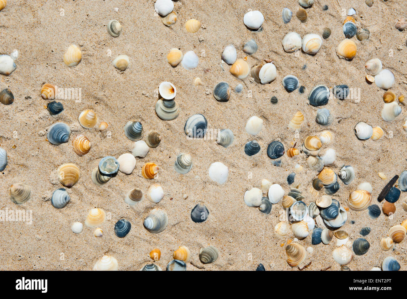 Shells a beach tasmania hi-res stock photography and images - Alamy