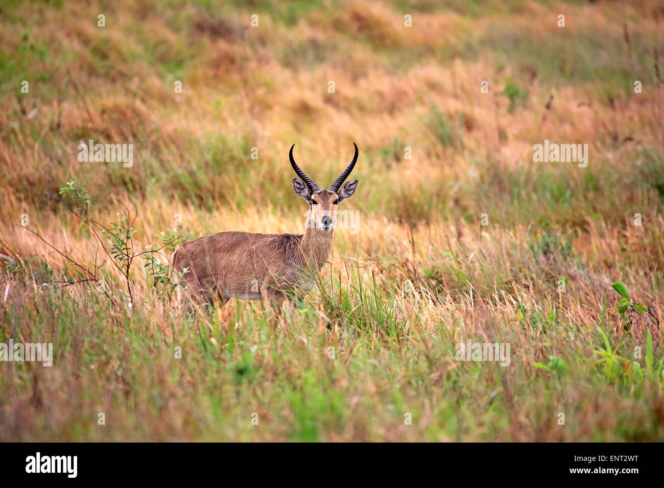 Redunca Arundinum High Resolution Stock Photography and Images - Alamy