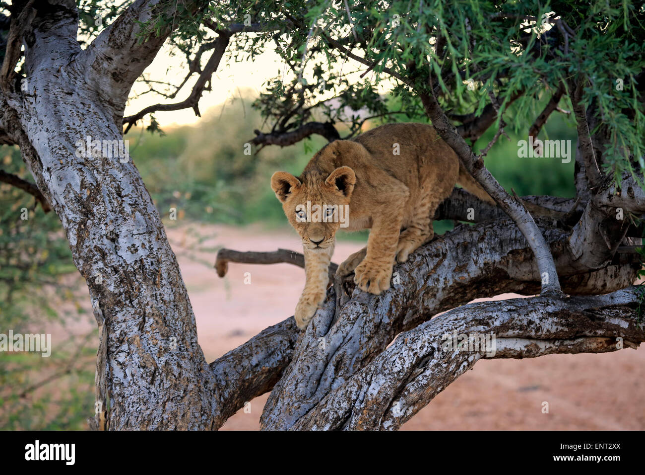 Lion (Panthera leo), cub, four months, on tree, Tswalu Game Reserve ...