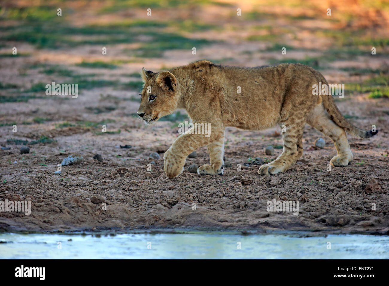 Lion (Panthera leo), cub, four months, running, Tswalu Game Reserve ...