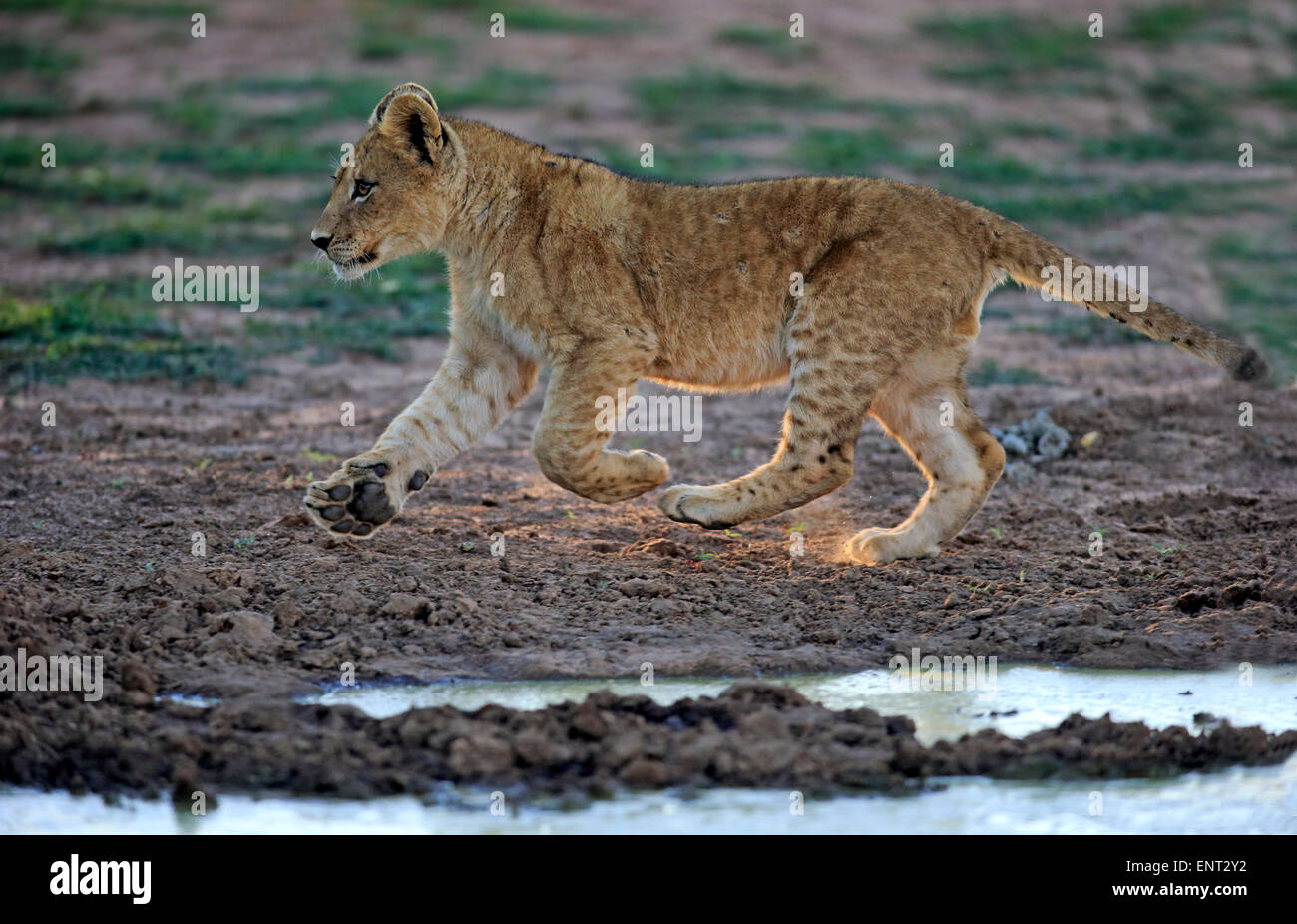 Lion Cubs Running