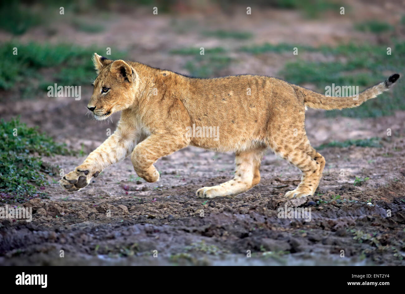 Lion cub running hi-res stock photography and images - Alamy