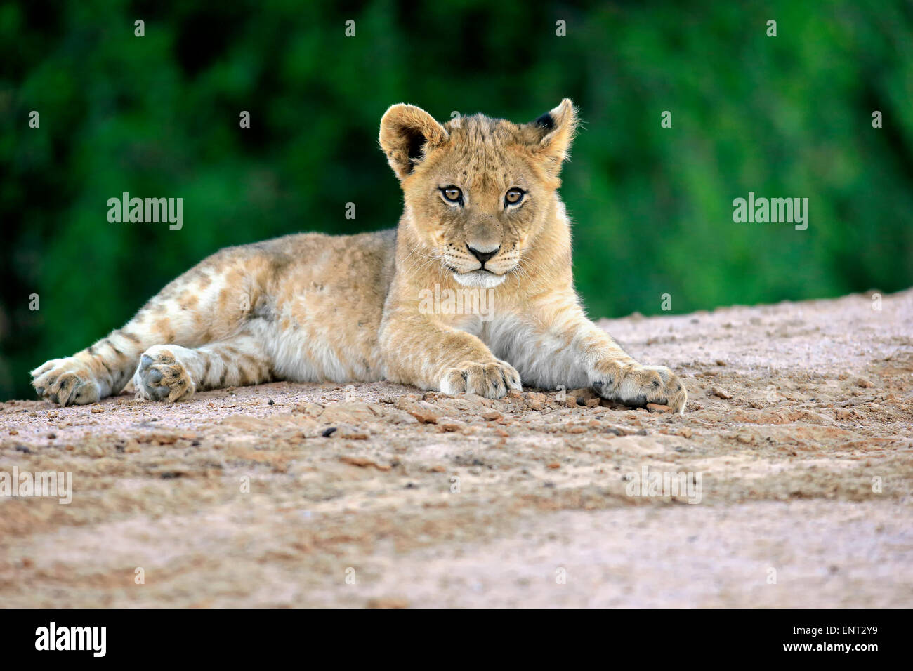 Lion (Panthera leo), cub, four months, lying, Tswalu Game Reserve ...