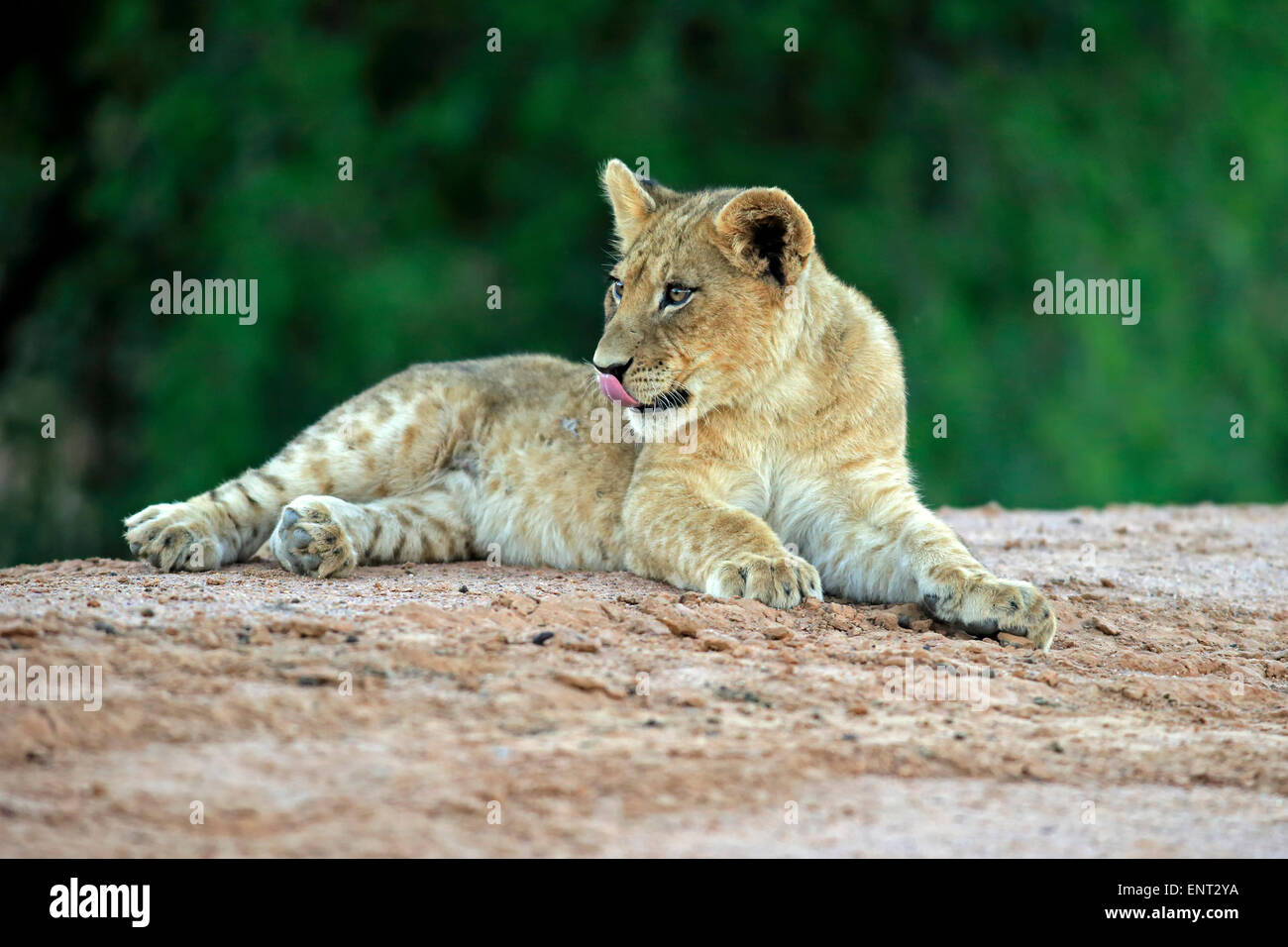 Lion (Panthera leo), cub, four months, lying, Tswalu Game Reserve ...