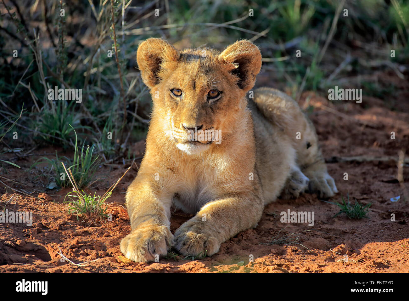 Lion (Panthera leo), cub, four months, lying, Tswalu Game Reserve ...