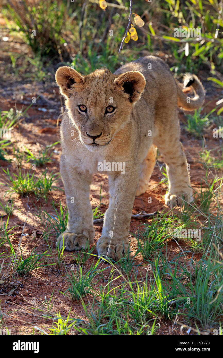 Lion (Panthera leo), cub, four months, Tswalu Game Reserve, Kalahari ...