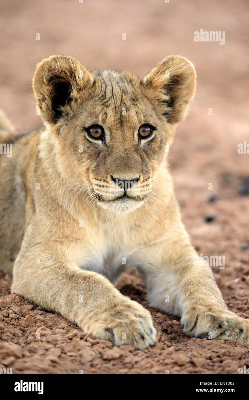Lion (Panthera leo), cub, four months, Tswalu Game Reserve, Kalahari ...