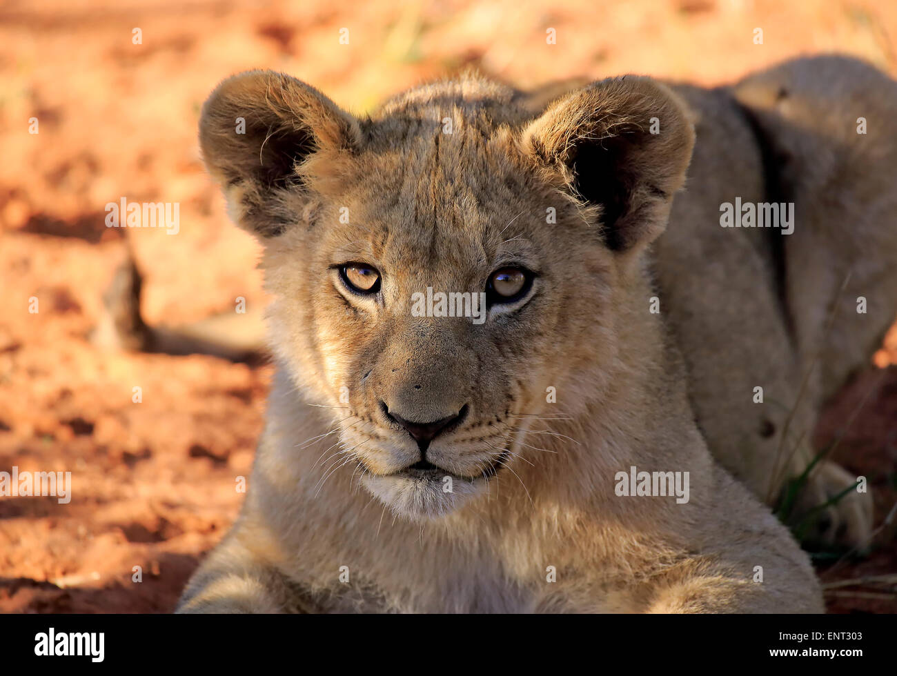 Lion (Panthera leo), cub, four months, Tswalu Game Reserve, Kalahari ...