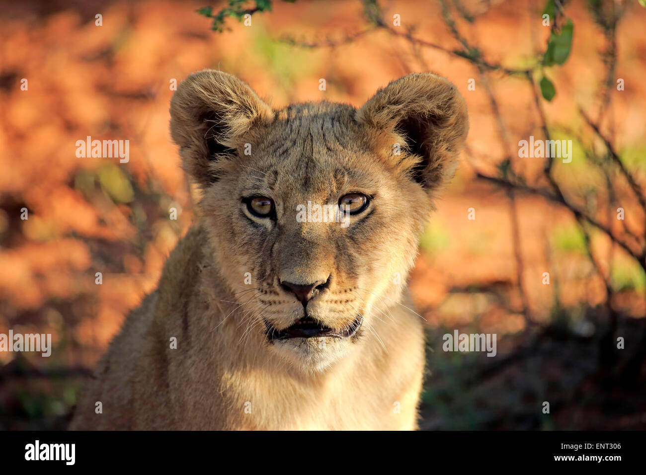 Lion (Panthera leo), cub, four months, Tswalu Game Reserve, Kalahari ...