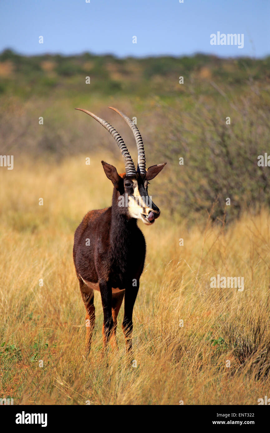 Sable Antelope (Hippotragus niger), adult male, Tswalu Game Reserve ...