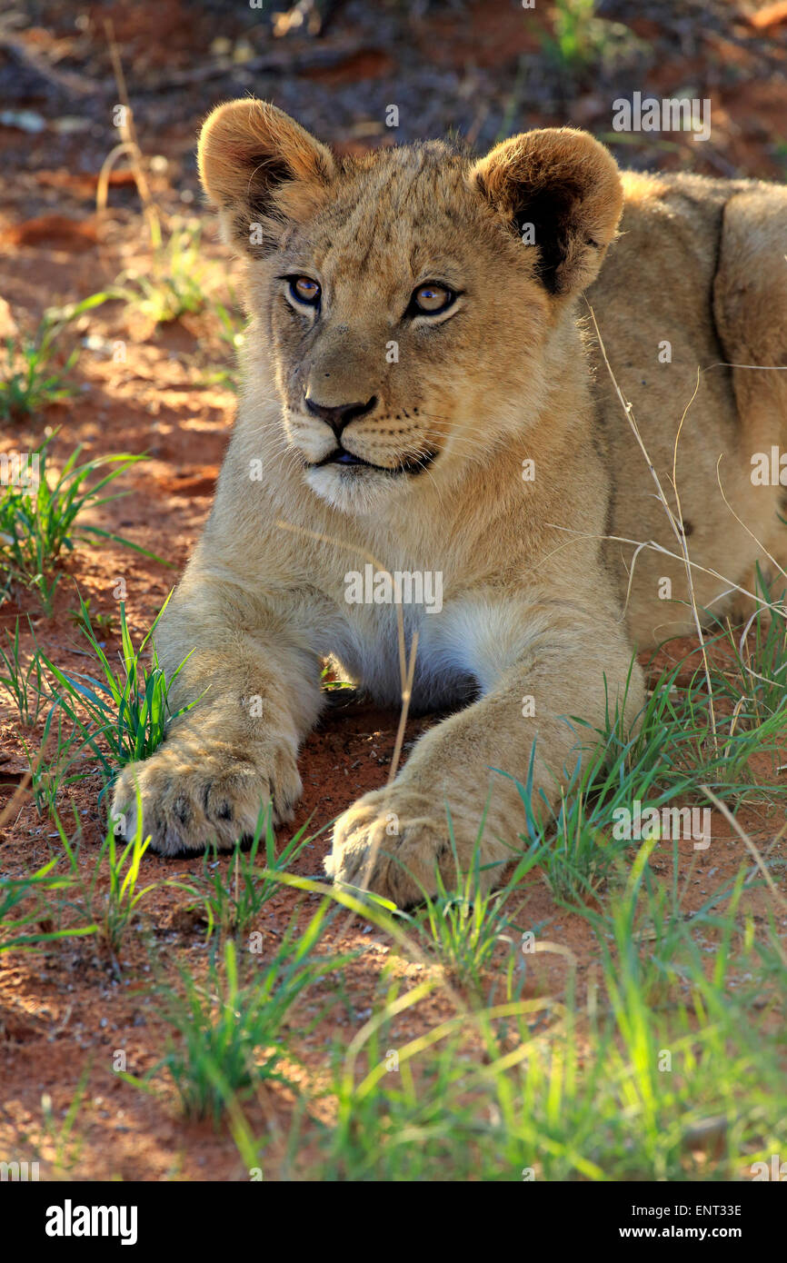 Lion (Panthera leo), cub, four months, Tswalu Game Reserve, Kalahari ...