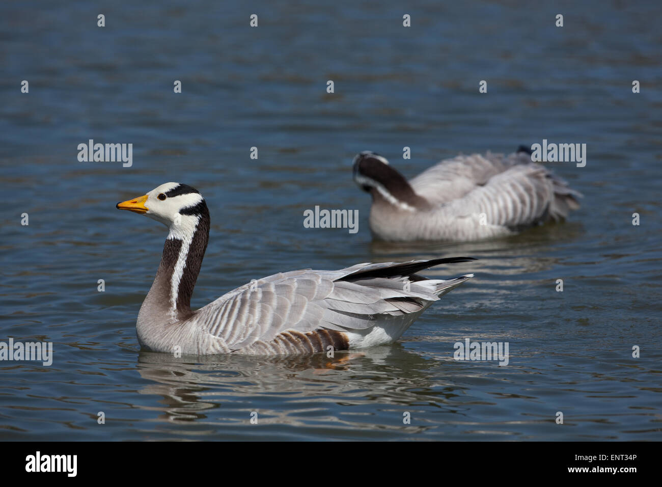 Bar-headed Geese (Anser indicus). On water. Bathing. Preening. Profile ...