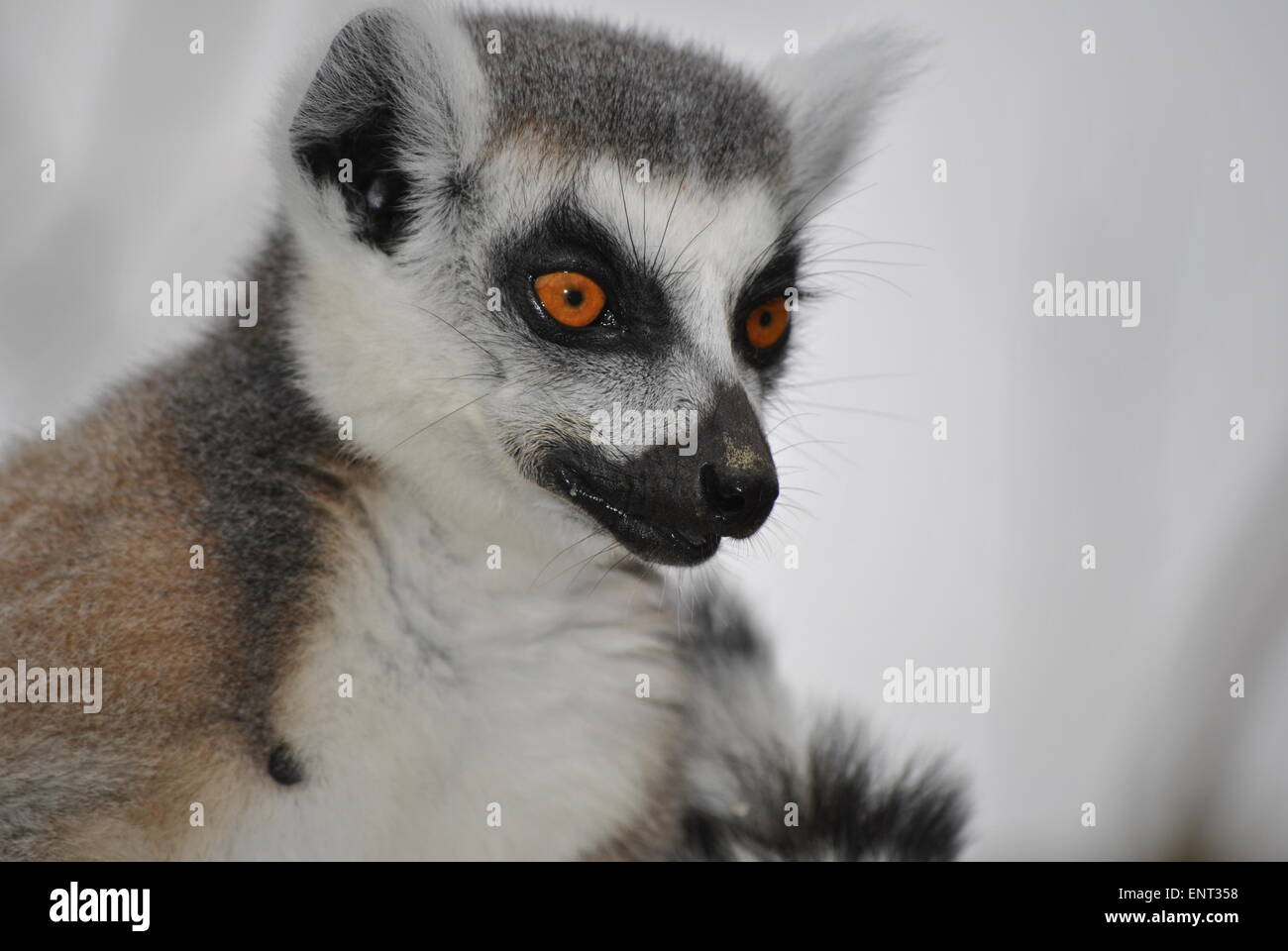 Lemur eyes hi-res stock photography and images - Alamy