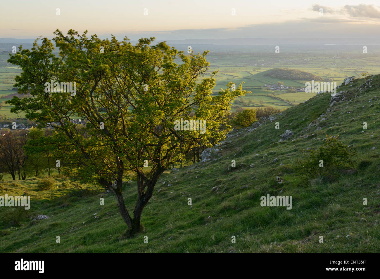 A lone Hawthorn tree on the side of a hill at Draycott Sleights ...