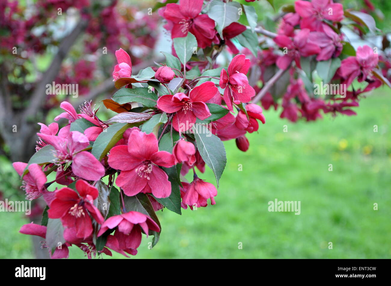 Magnificent cherry blossom branches hi-res stock photography and images ...