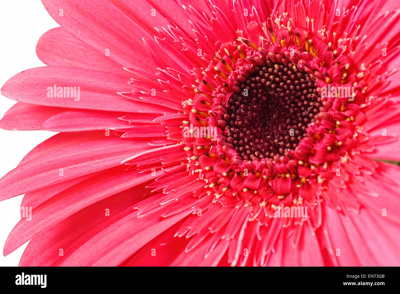 Yellow gerbera flower close up macro hi-res stock photography and ...