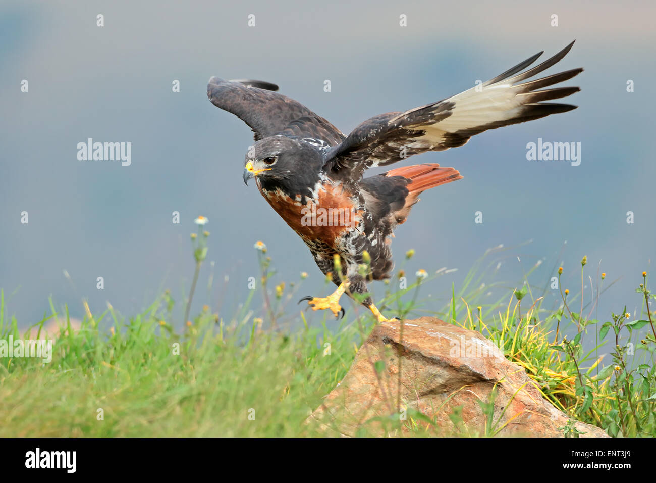 A jackal buzzard (Buteo rufofuscus) on a rock, South Africa Stock Photo ...