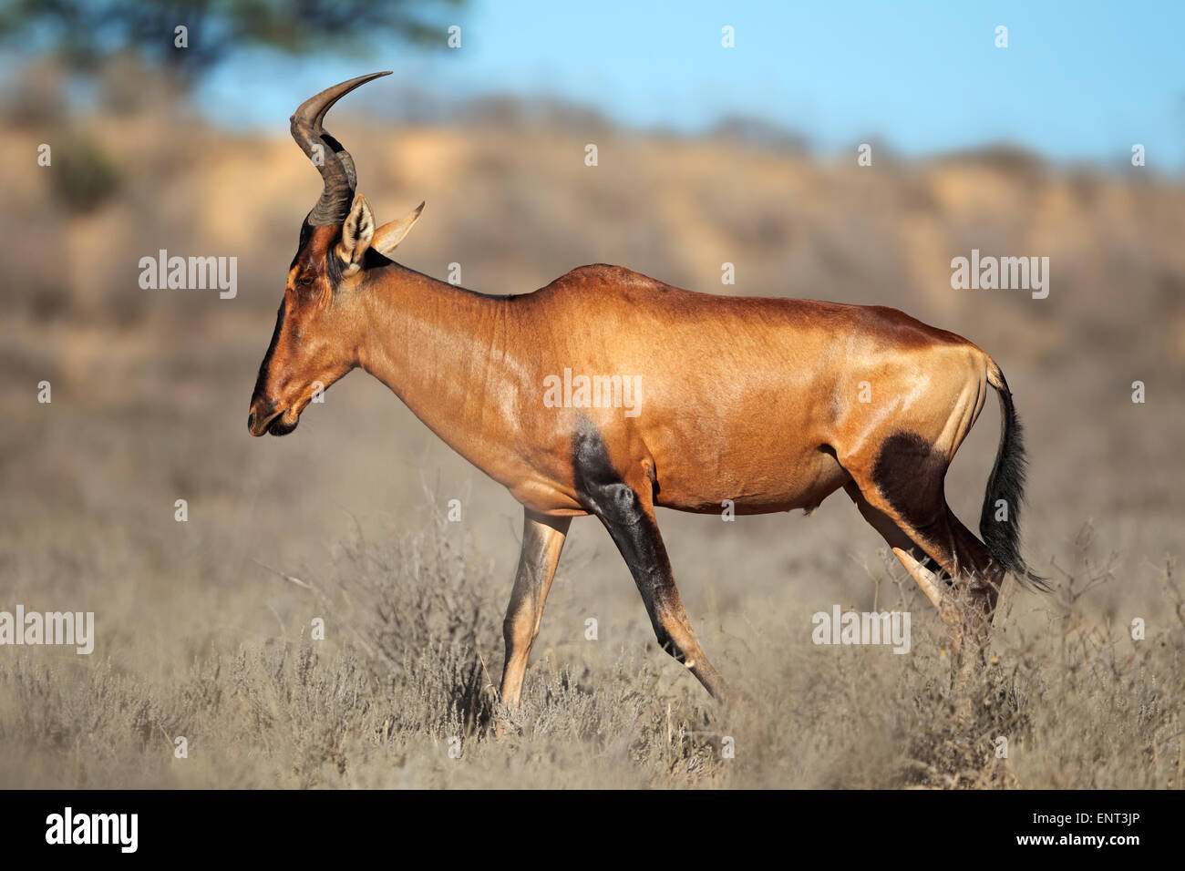 Red hartebeest (Alcelaphus buselaphus) antelope, Kalahari desert, South ...