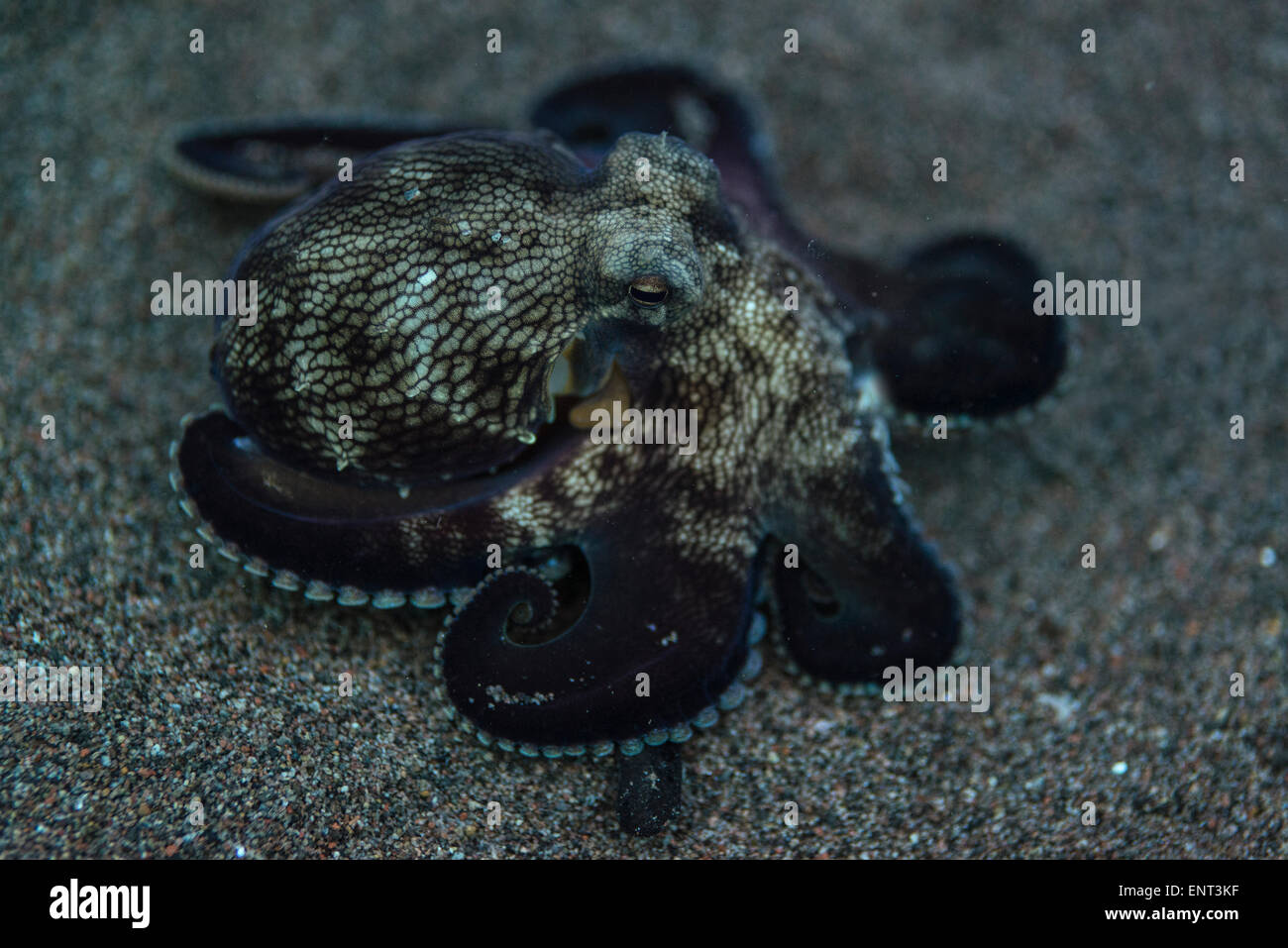 Small octopus moving along on the ocean floor Stock Photo - Alamy