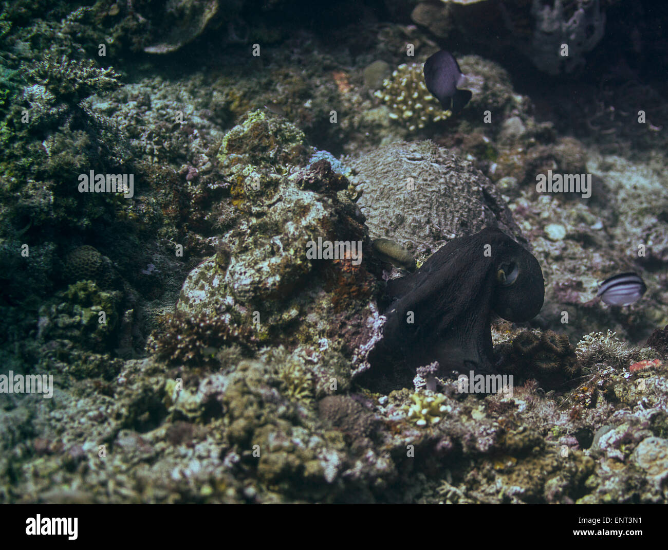 Octopus gliding over the ocean bottom Stock Photo - Alamy