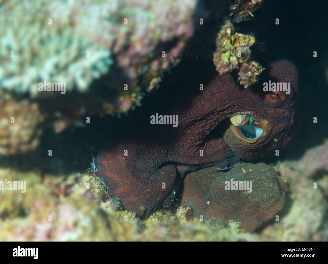 Octopus hiding under a rock Stock Photo - Alamy