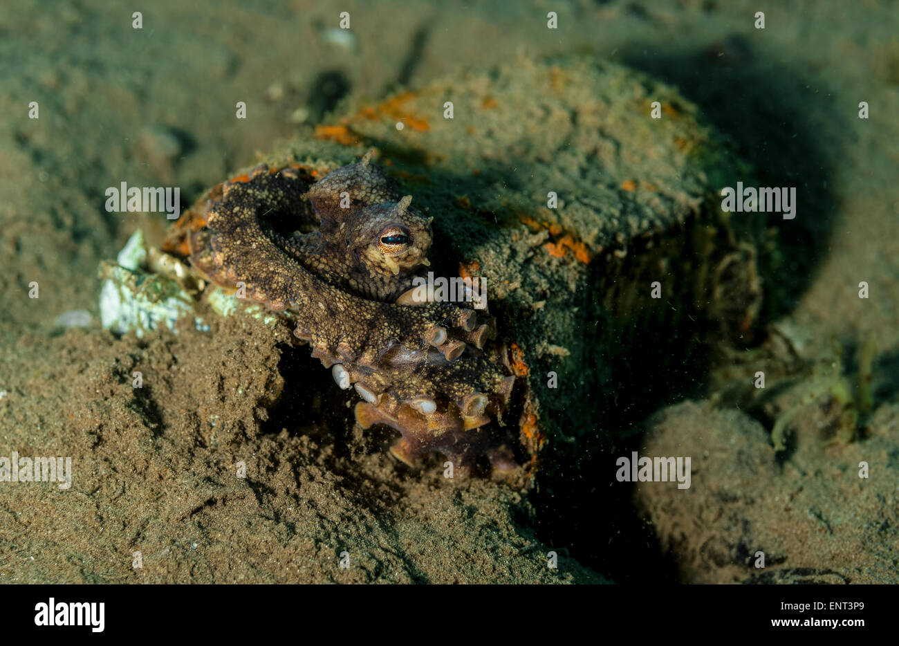 Moving octopus hi-res stock photography and images - Alamy