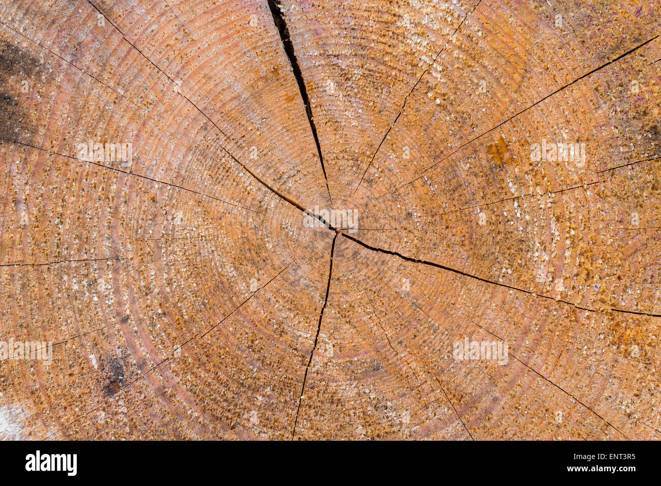 Wood log texture hi-res stock photography and images - Alamy