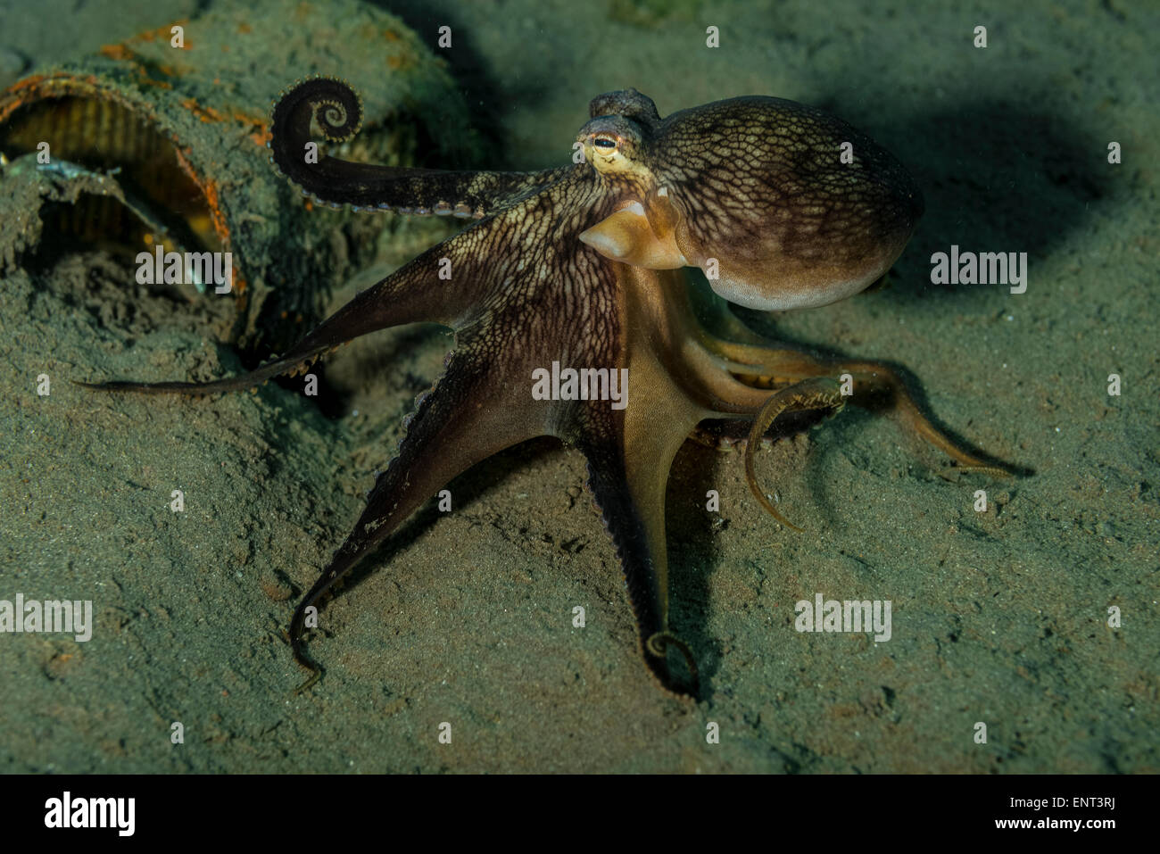Octopus moving around its dwelling Stock Photo - Alamy