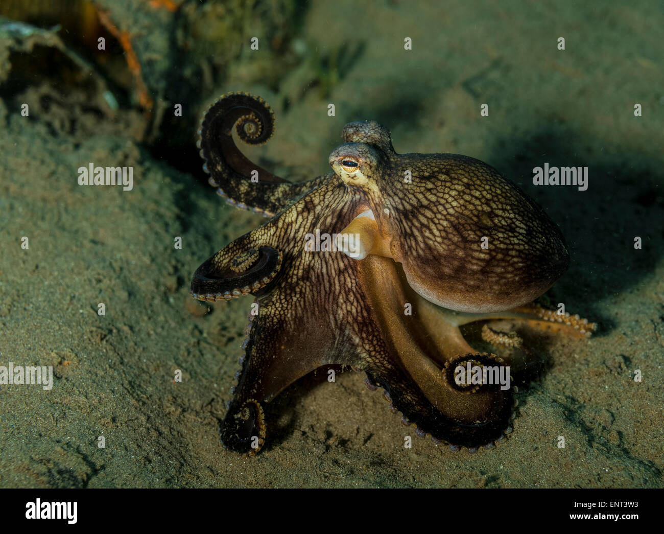 Octopus and tentacles hi-res stock photography and images - Alamy