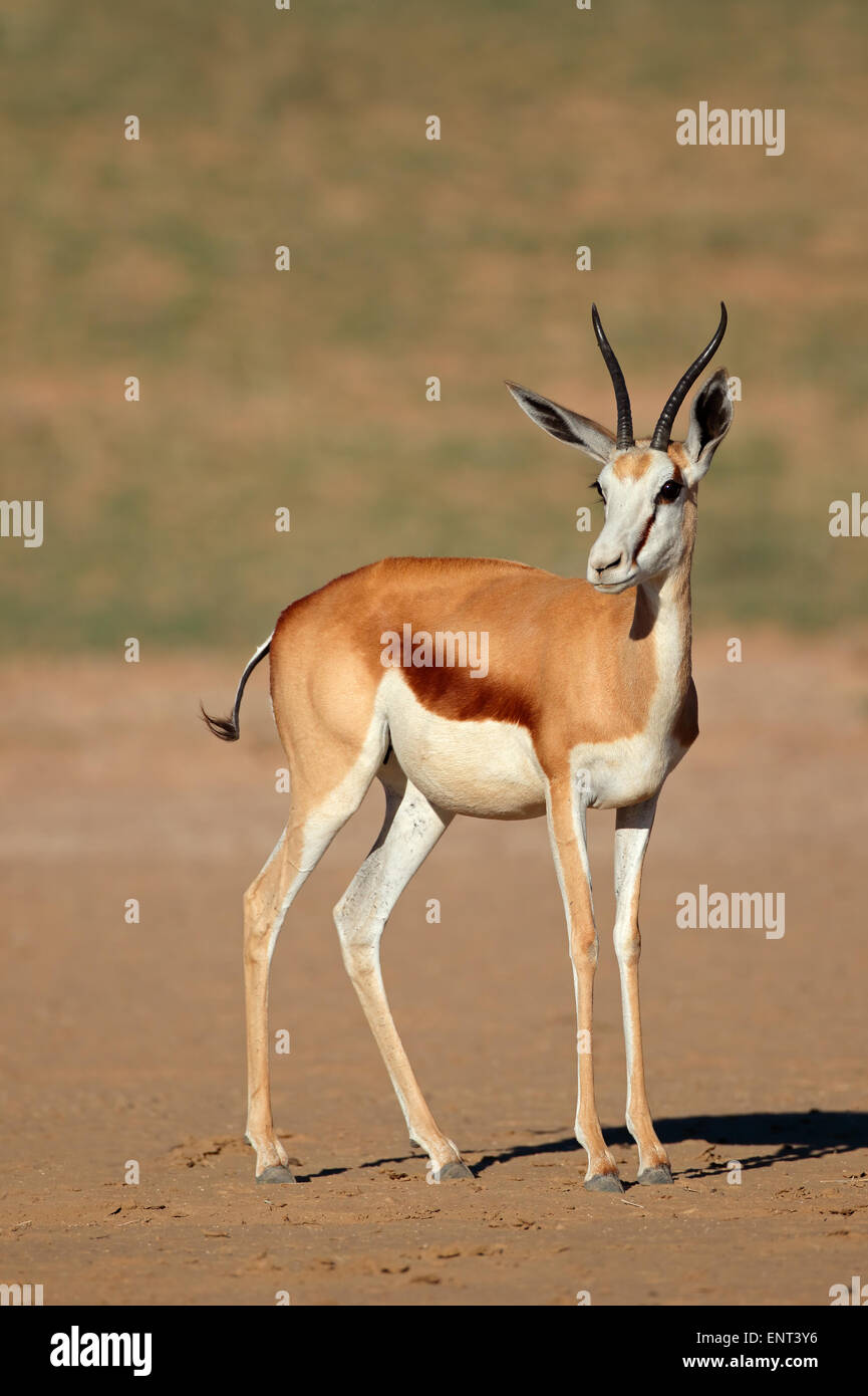 Springbok Antelope