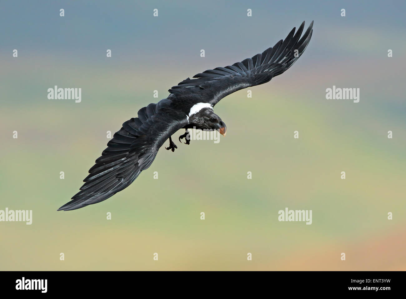 A white-necked raven (Corvus albicollis) in flight, South Africa Stock ...