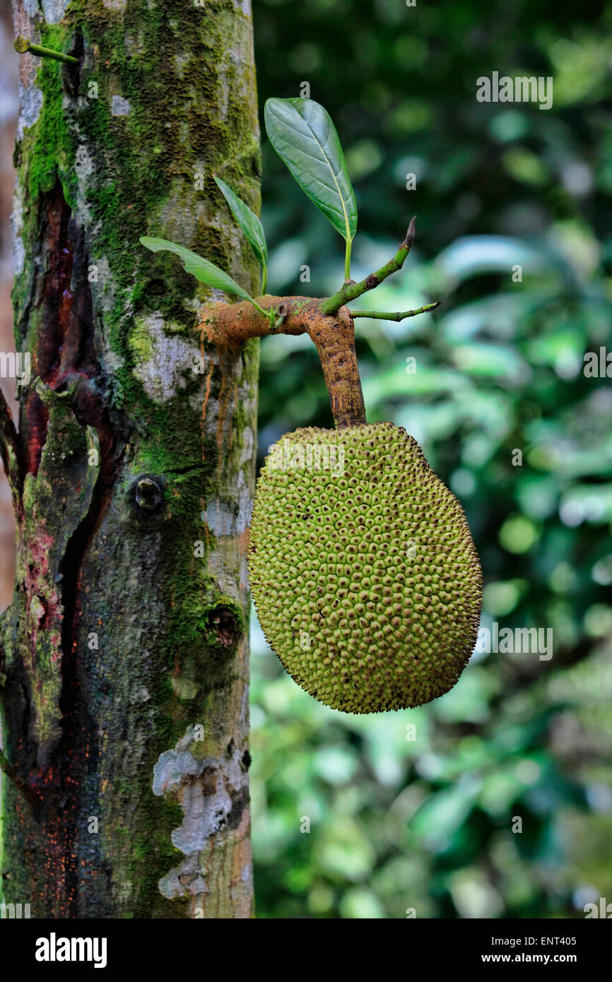 Tropical fruit borneo hi-res stock photography and images - Alamy