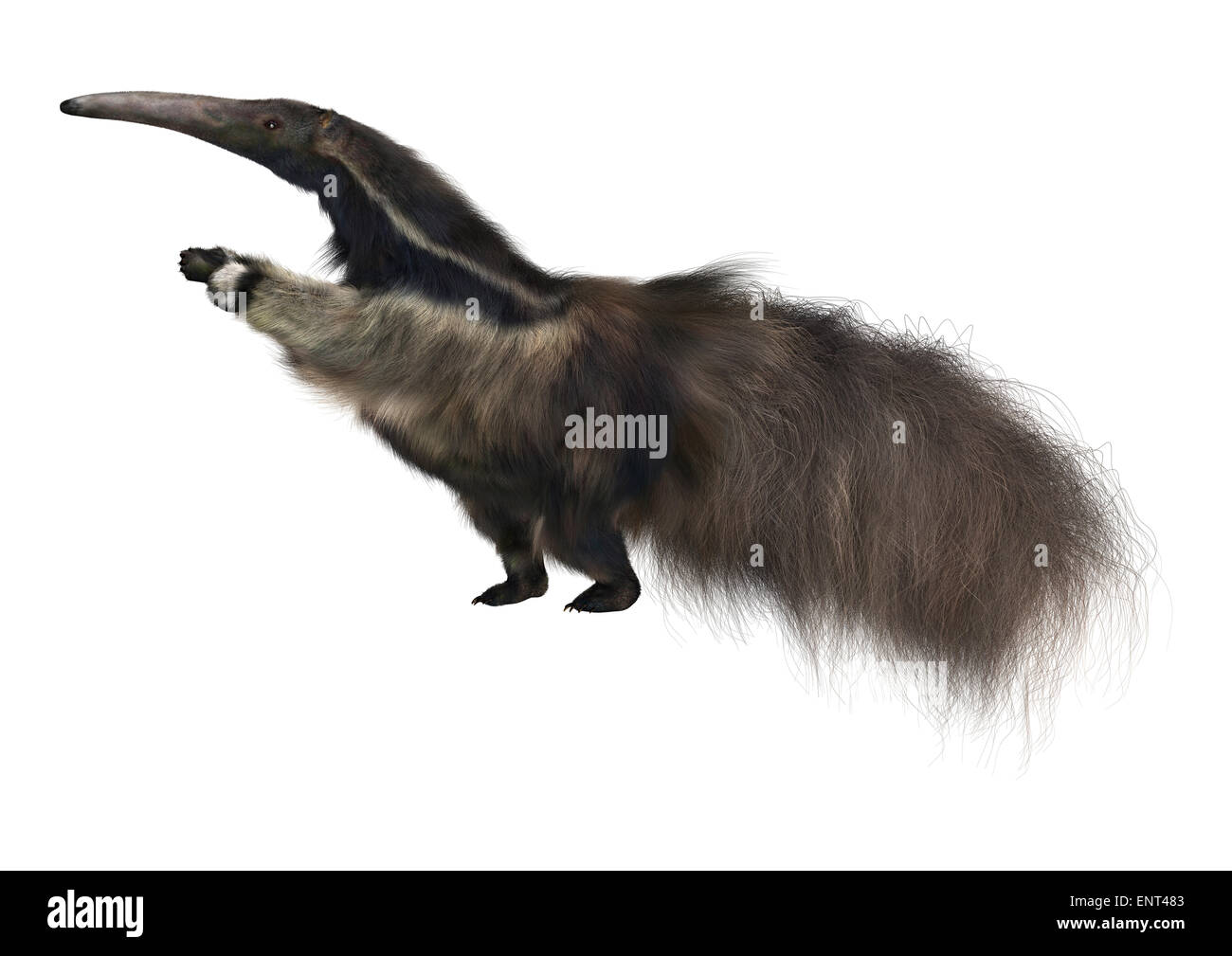 3D digital render of a giant anteater isolated on white background ...