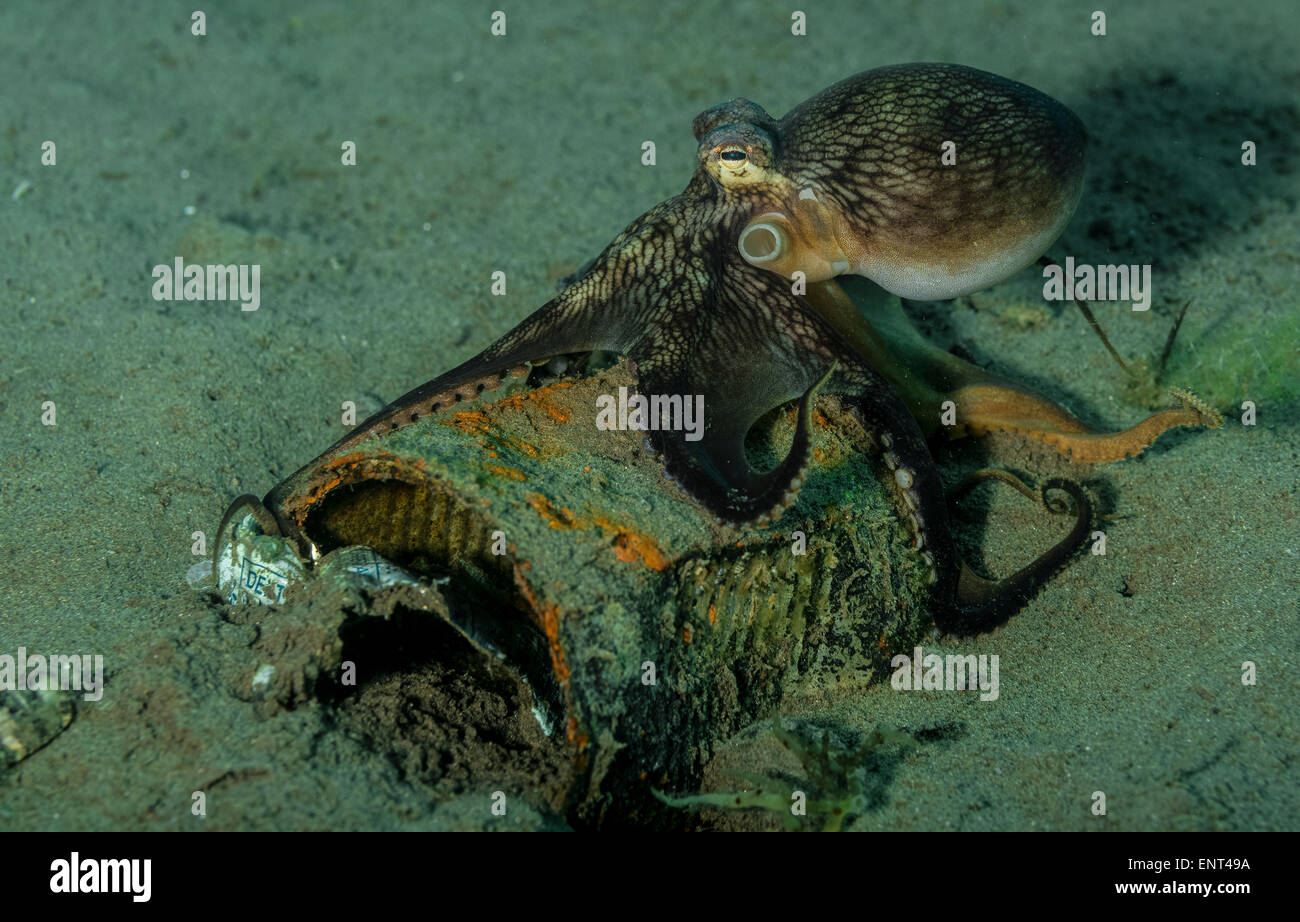Octopus moving around its dwelling Stock Photo - Alamy
