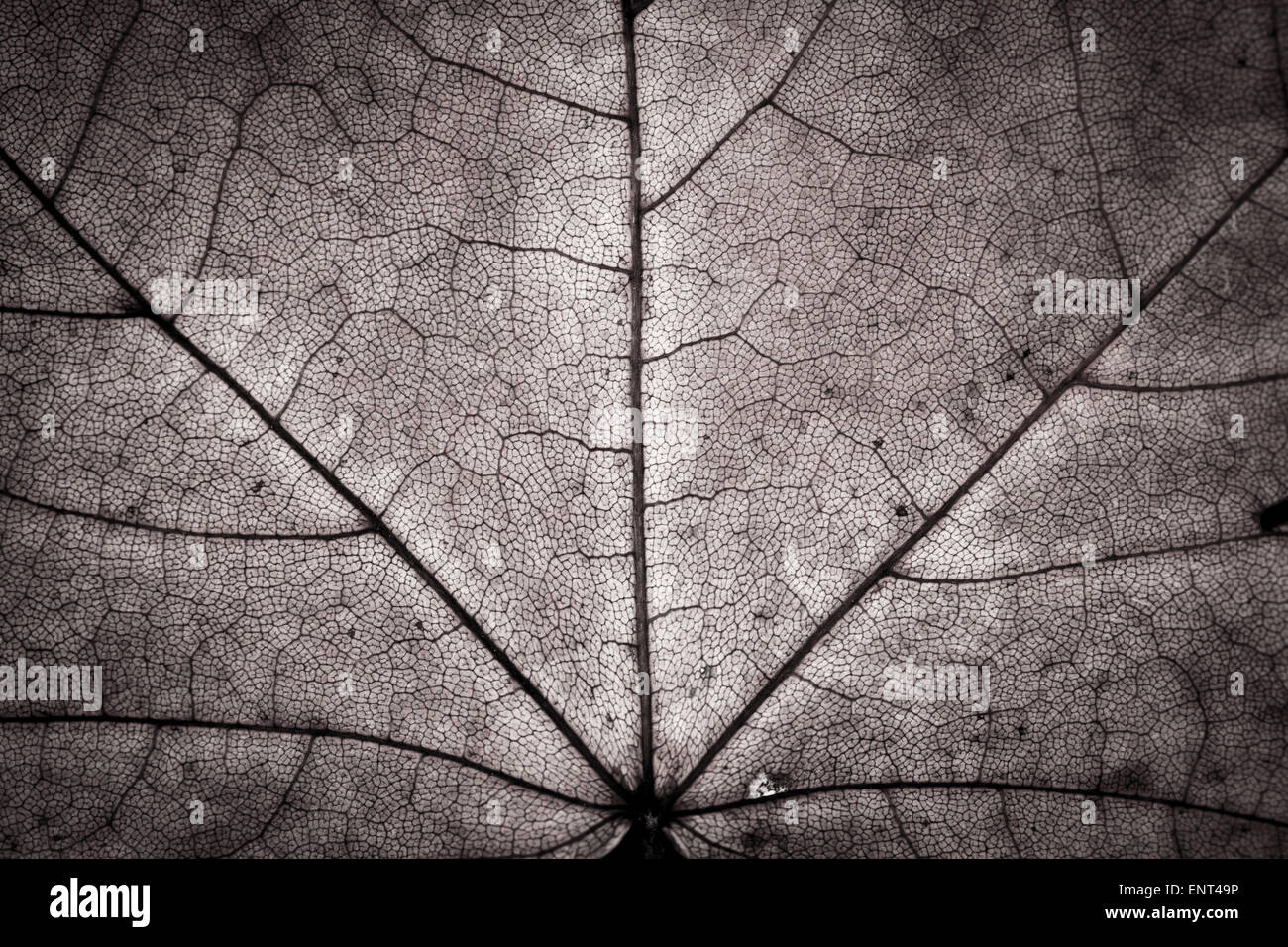 Close up of mono in black and white autumnal maple leaf texture Stock ...