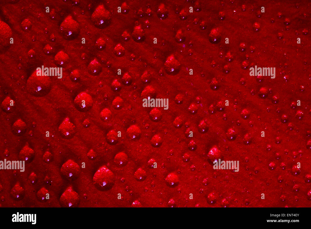 red texture of a flower petal rose and drops Stock Photo - Alamy